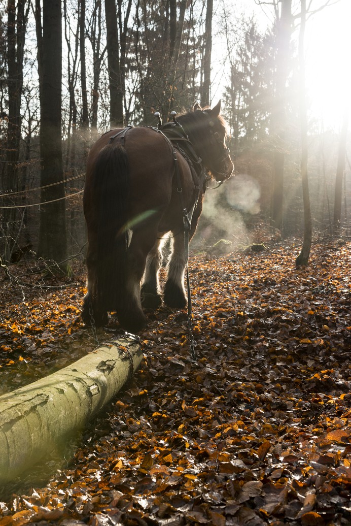 LWL | Geduld und Gehorsam - Erzähl mir was vom Pferd!