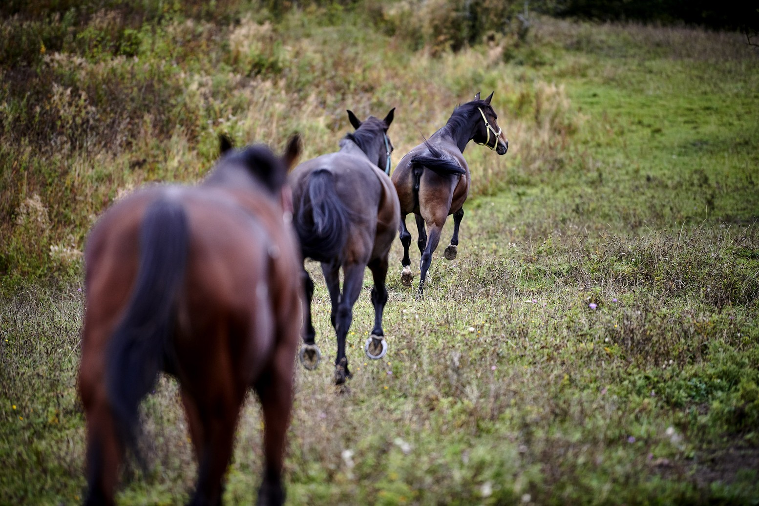 LWL | Senner Pferde - Erzähl mir was vom Pferd!