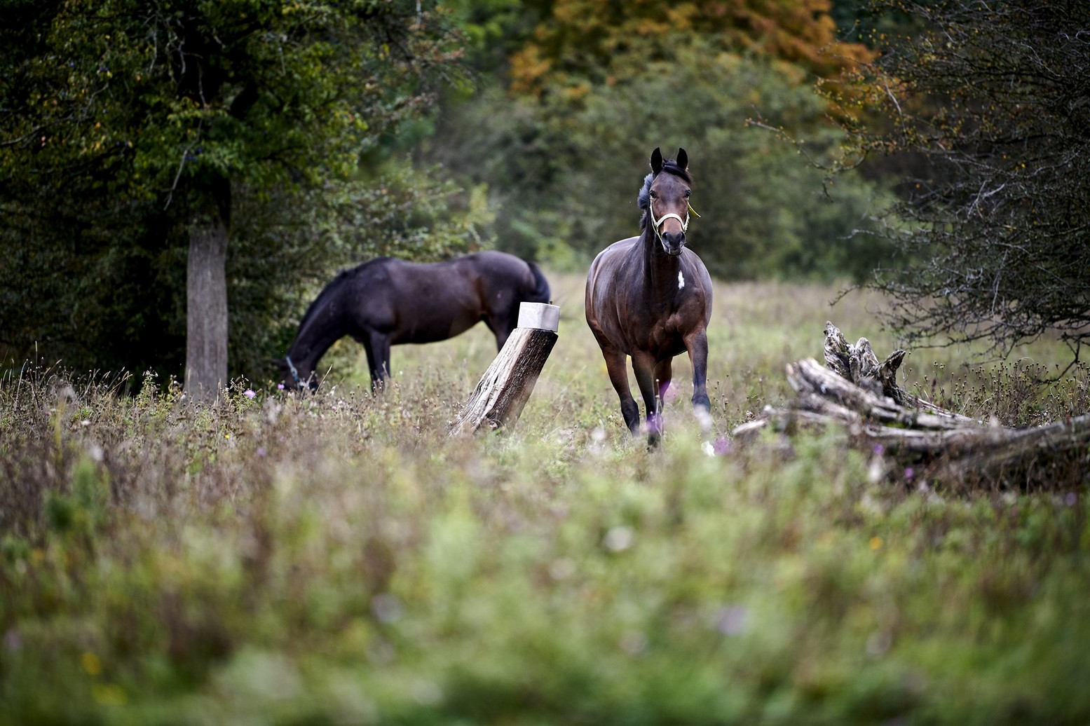 LWL | Senner Pferde - Erzähl mir was vom Pferd!