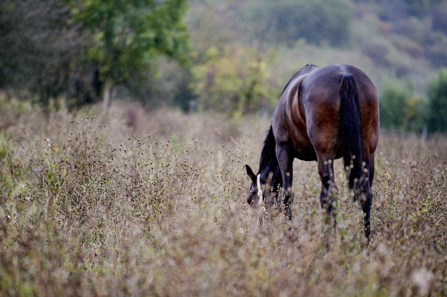 LWL | Senner Pferde - Erzähl mir was vom Pferd!